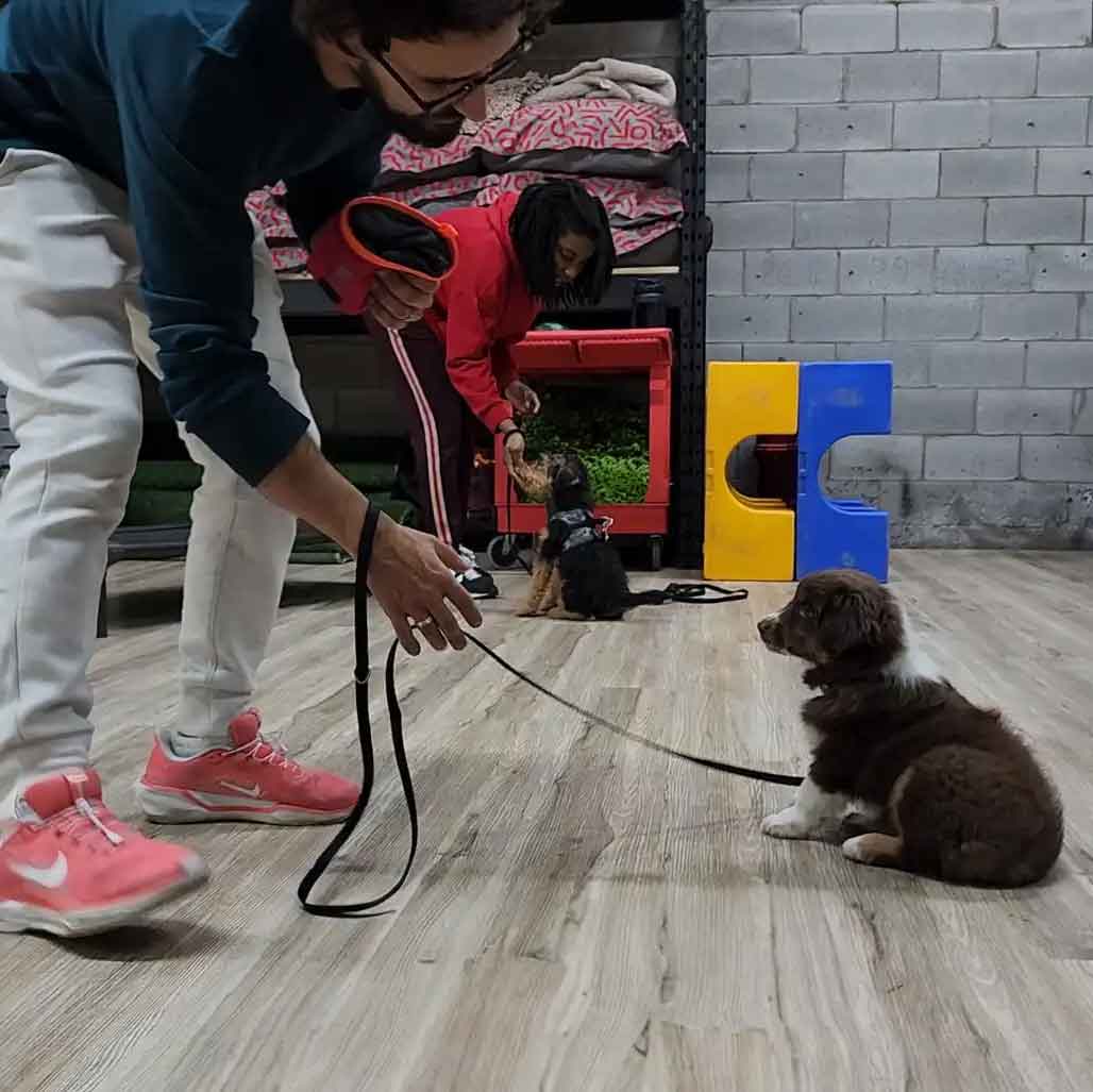 Group Classes - Southwest Dog Training